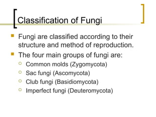 Classification of Fungi PowerPoint that is important to understand by ...