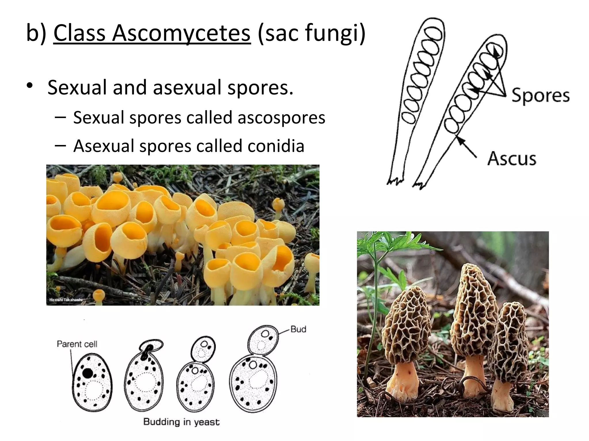 Classification of fungi 2016 | PPT