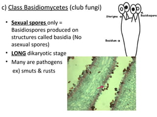 Classification of fungi 2016 | PPT