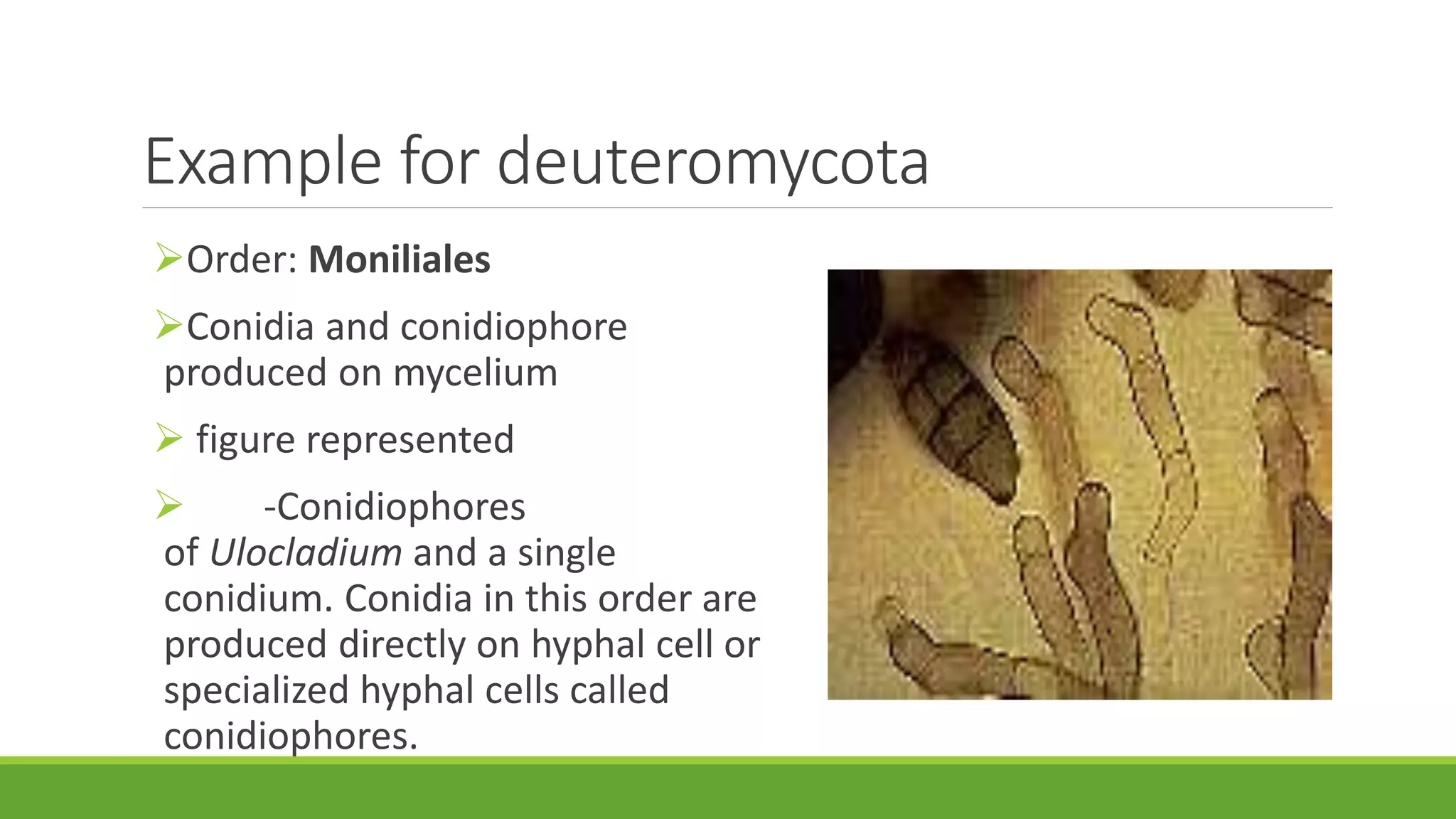 Classification of fungi by alexopolus | PPTX