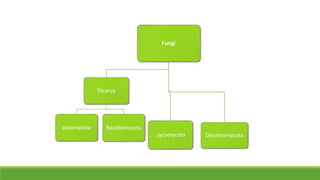 Classification of fungi by alexopolus | PPTX