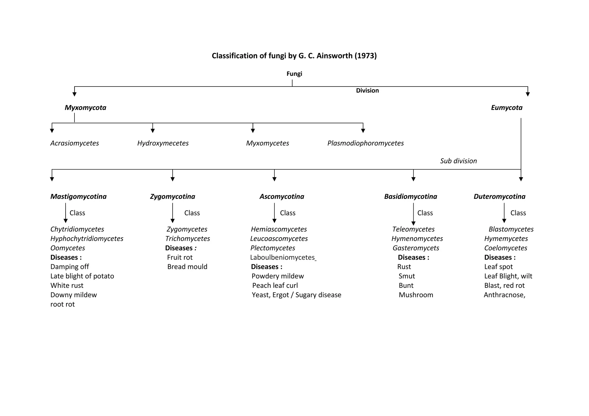 Classification of fungi by g | PDF