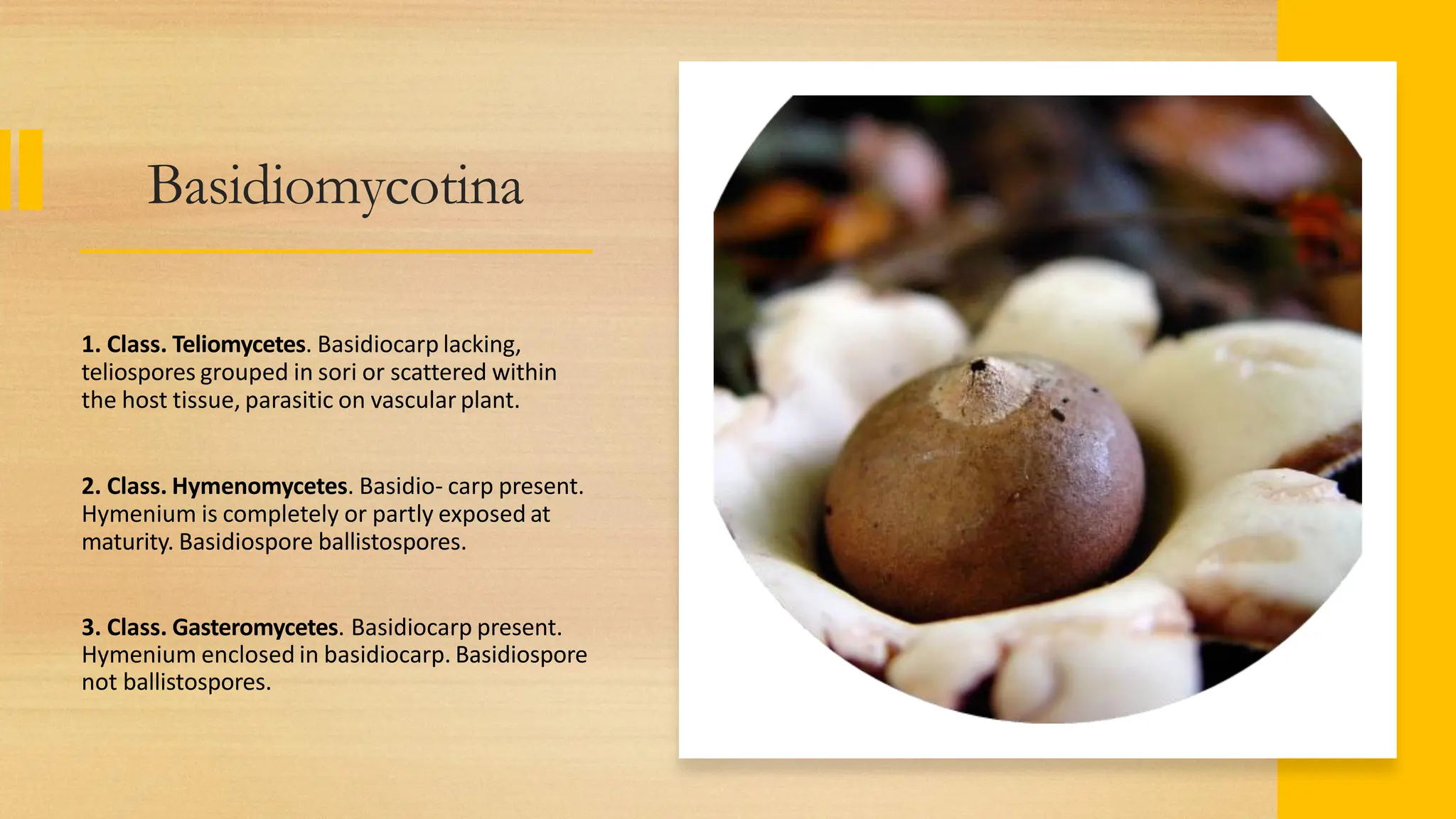 Classification of Fungi Dr.Neeraj Kumar Tiwari.pdf