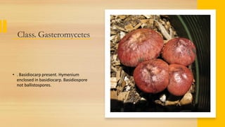 Classification of Fungi Dr.Neeraj Kumar Tiwari.pdf