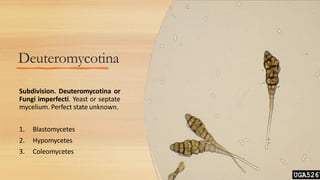 Classification of Fungi Dr.Neeraj Kumar Tiwari.pdf