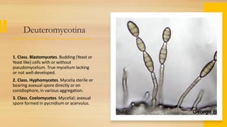 Classification of Fungi Dr.Neeraj Kumar Tiwari.pdf
