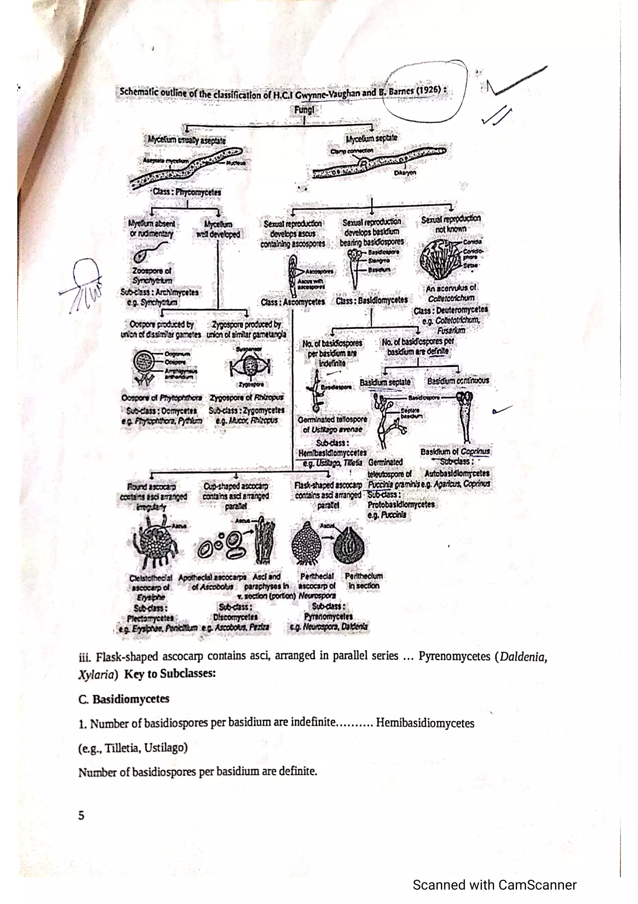 Classification of fungi notes | PDF