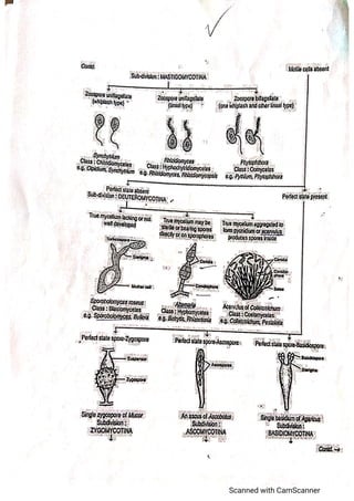 Classification of fungi notes | PDF