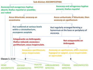 Classification of fungi proposed by Ainsworth (1971) | PPTX