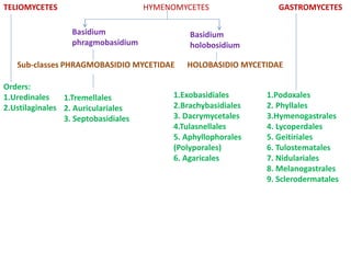 Classification of fungi proposed by Ainsworth (1971) | PPTX