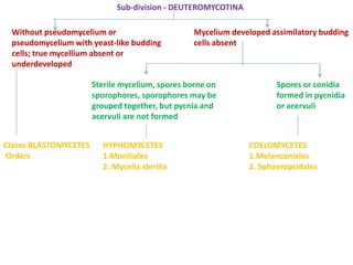 Classification of fungi proposed by Ainsworth (1971) | PPTX