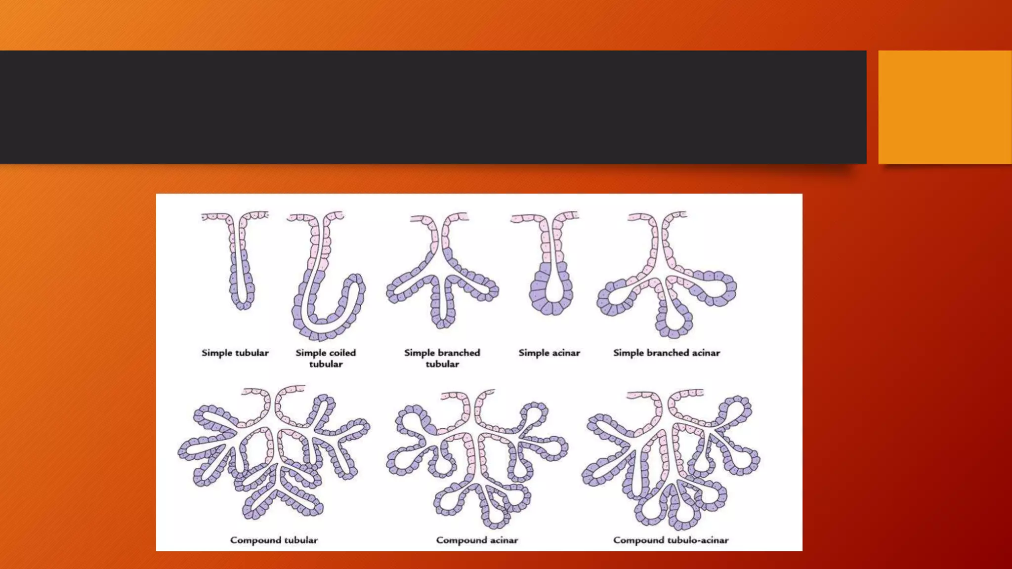 Classification of gland.pptx