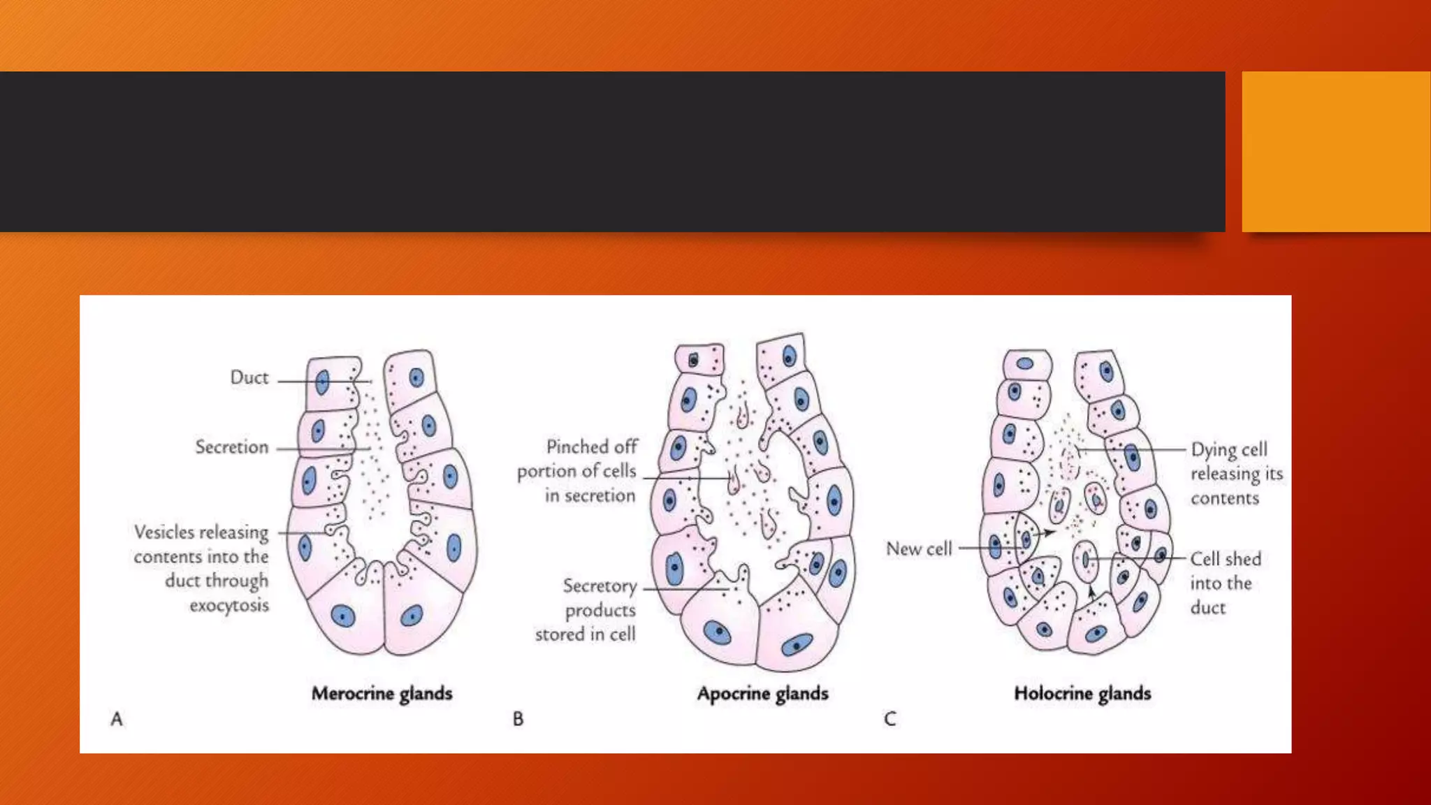 Classification of gland.pptx