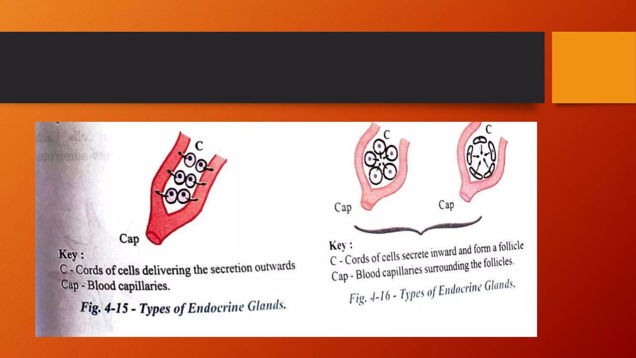 Classification of gland.pptx