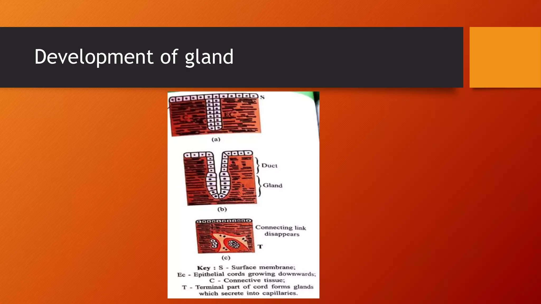 Classification of gland.pptx