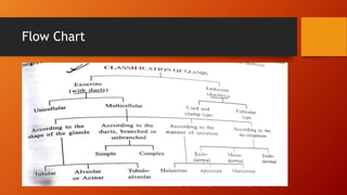 Classification of gland.pptx