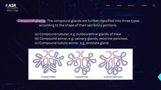 Classification of glands presented by Vadamodula Bhanu | PDF