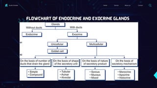 Classification of glands presented by Vadamodula Bhanu | PDF