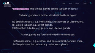 Classification of glands presented by Vadamodula Bhanu | PDF