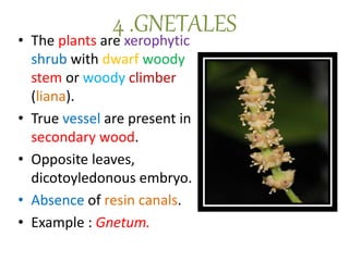 Classification of gymnosperm by chamberlain | PPTX