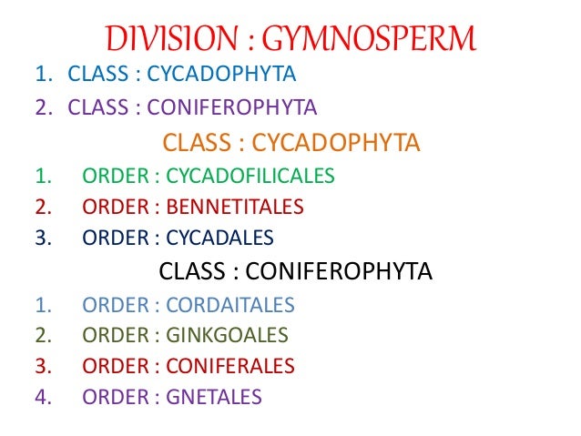 Gymnosperms Classification And Main Orders Botany