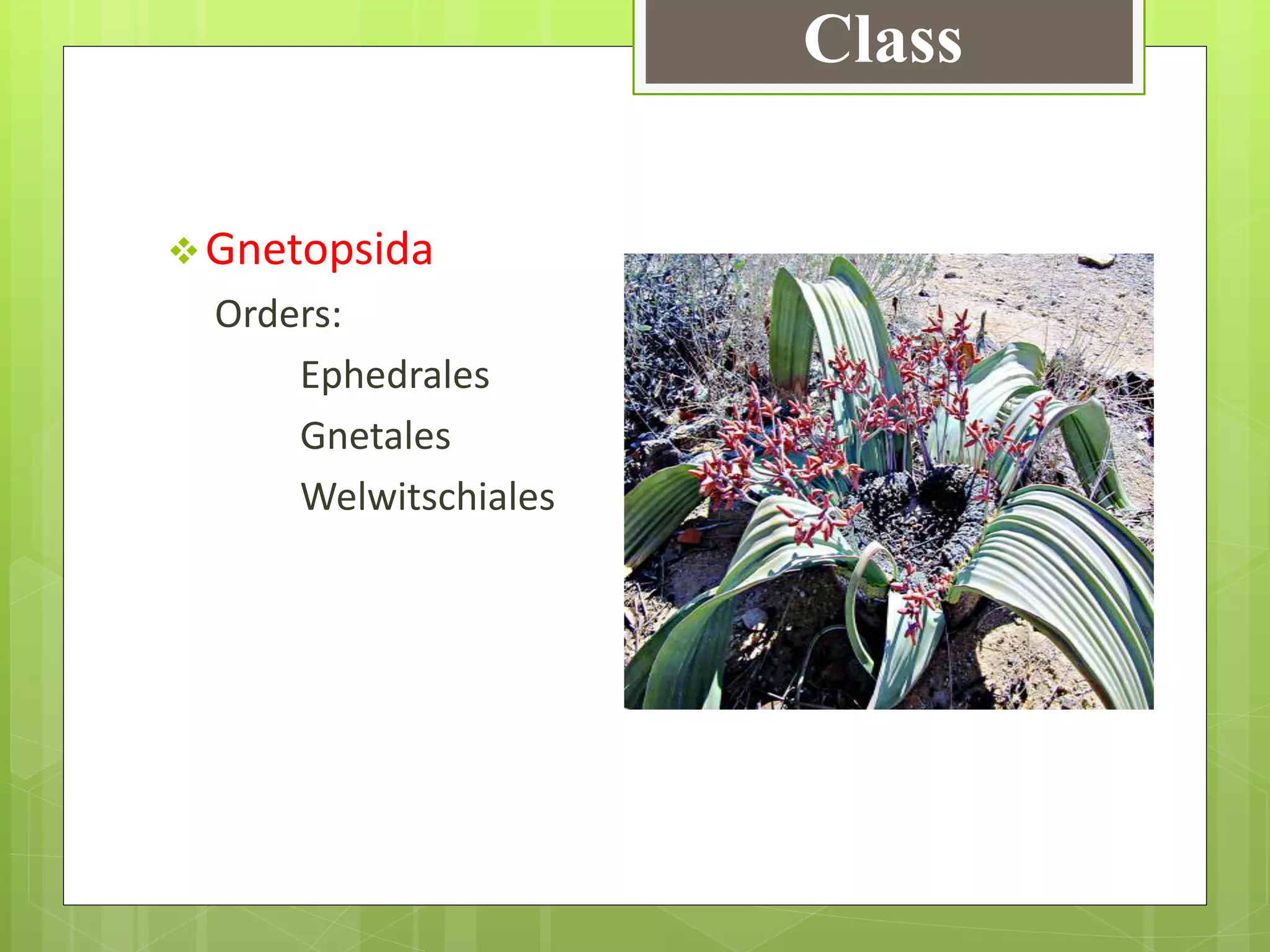 Classification of gymnosperms | PPTX