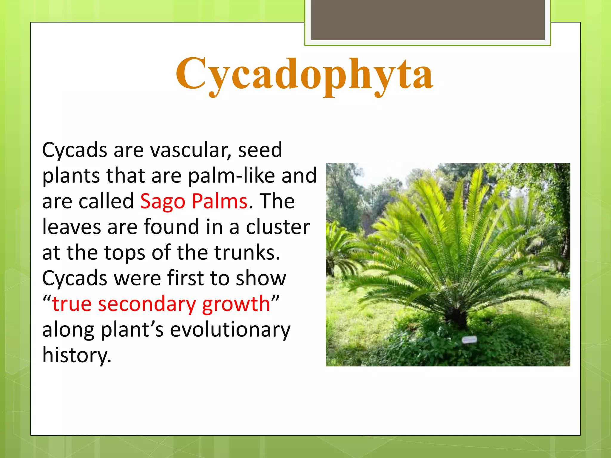 Classification of gymnosperms | PPTX