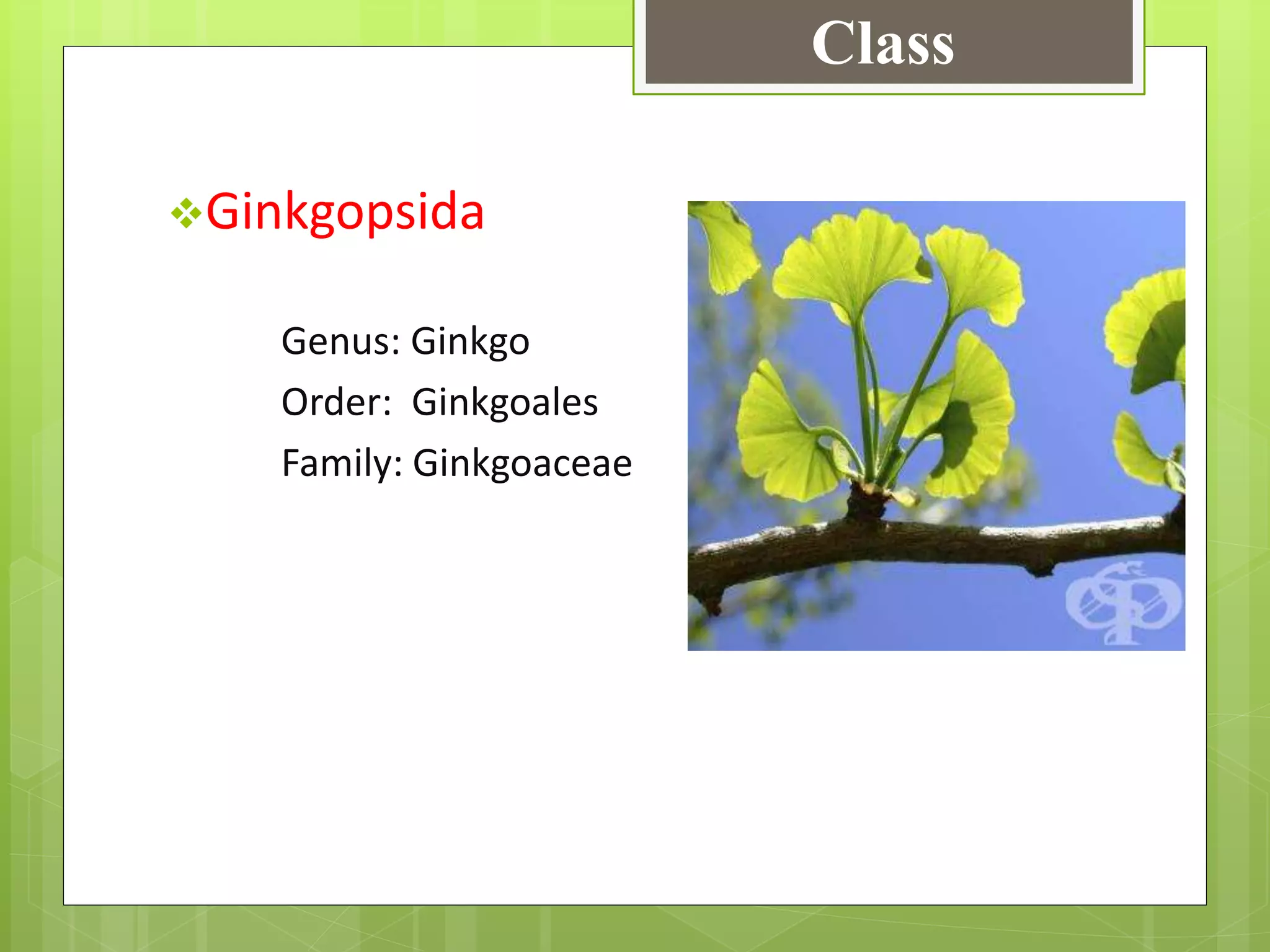 Classification of gymnosperms | PPTX