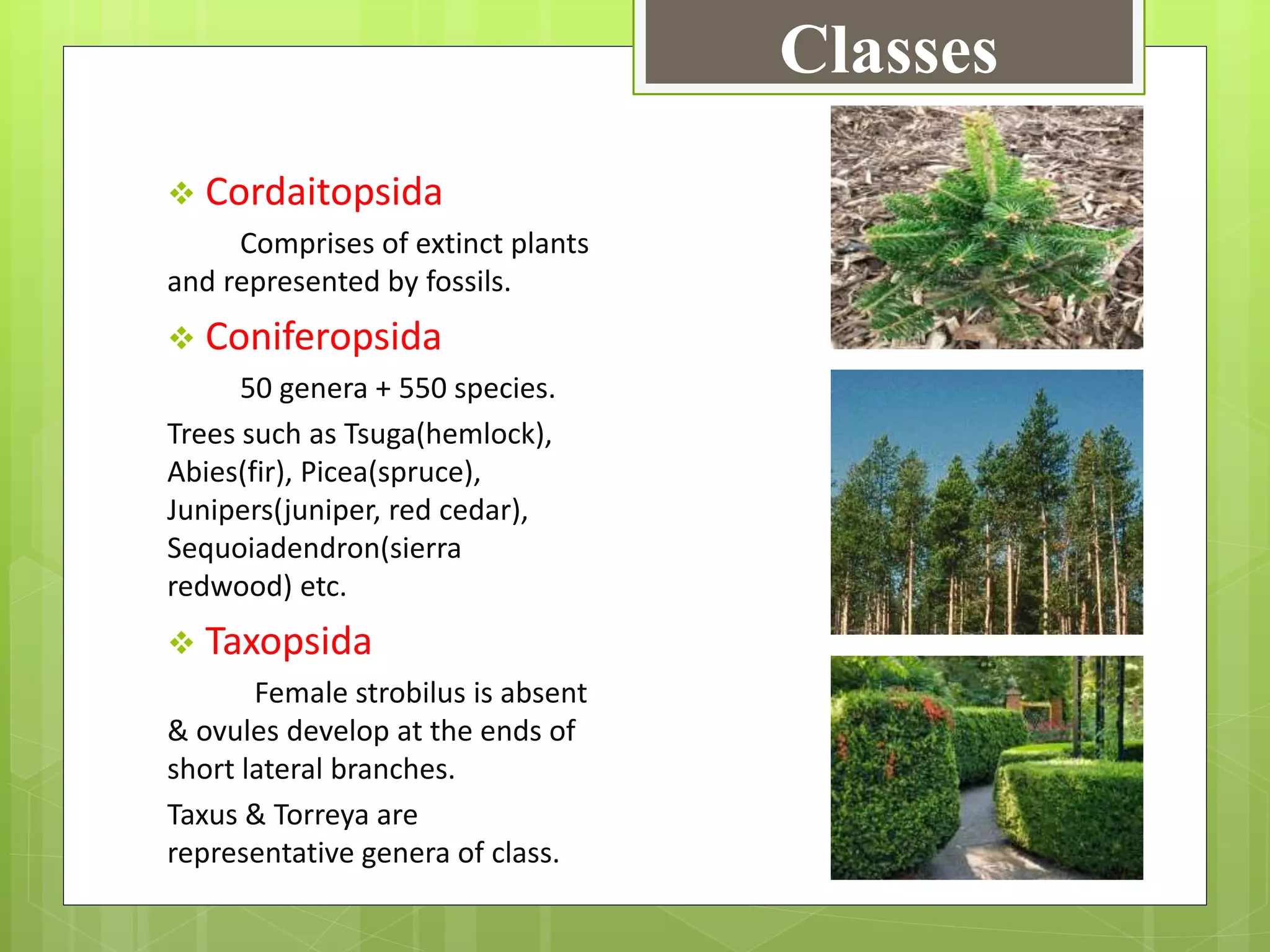 Classification of gymnosperms | PPTX