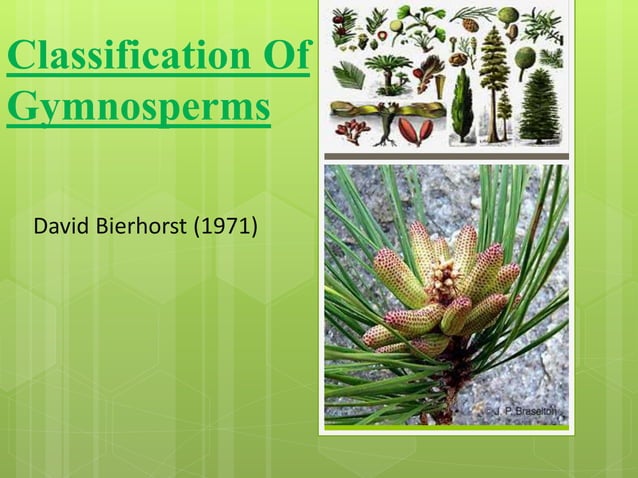 Classification of gymnosperms | PPTX | Biological Sciences | Science