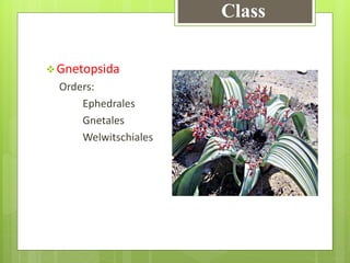 Classification of gymnosperms | PPTX