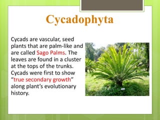 Classification of gymnosperms | PPTX