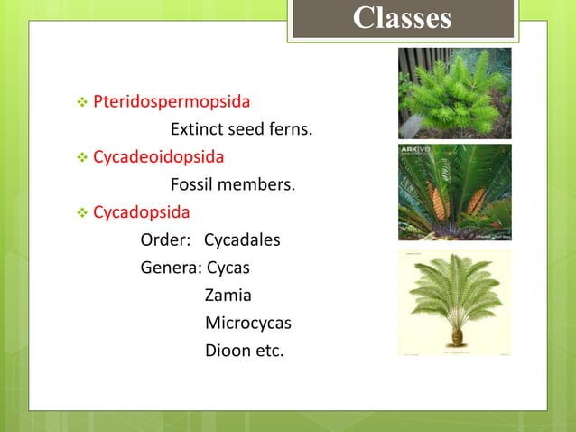Classification of gymnosperms | PPTX | Biological Sciences | Science