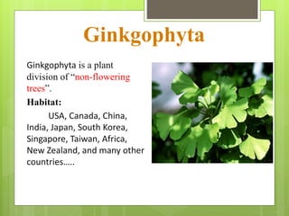 Classification of gymnosperms | PPTX