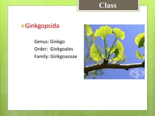 Classification of gymnosperms | PPTX