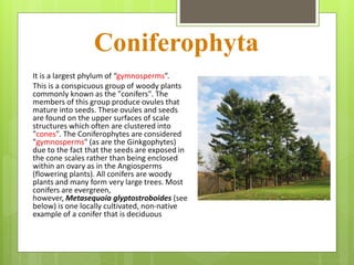Classification of gymnosperms | PPTX