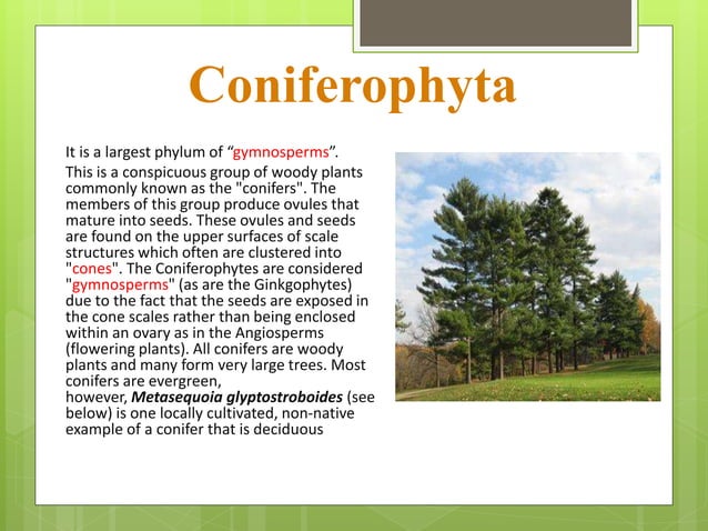 Classification of gymnosperms | PPTX | Biological Sciences | Science