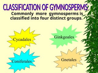 Biology for secondary teachers Classification of Gymnosperms.ppt