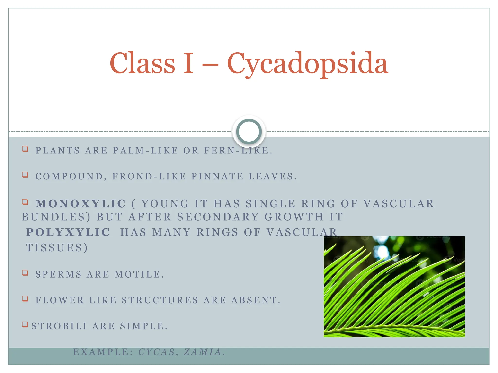CLASSIFICATION OF GYMNOSPERM (SPORNE 1965).pptx