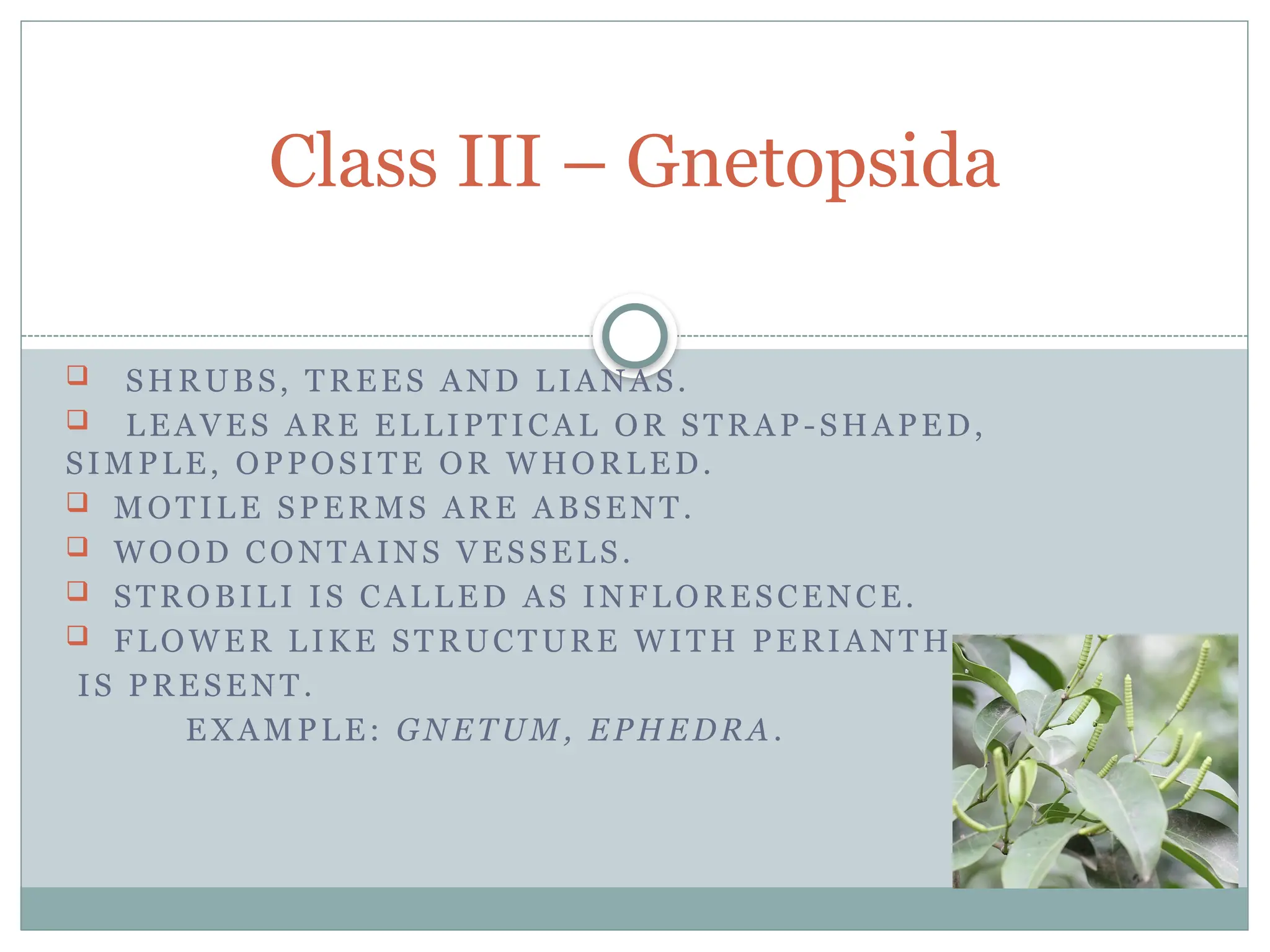 CLASSIFICATION OF GYMNOSPERM (SPORNE 1965).pptx