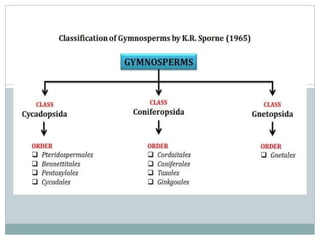 CLASSIFICATION OF GYMNOSPERM (SPORNE 1965).pptx