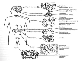 ENDOCRINE SYSTEM (Classification of hormones -4 Types) | PPTX