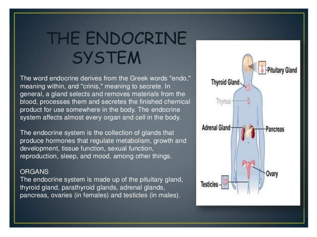 ENDOCRINE SYSTEM (Classification of hormones -4 Types) | PPTX