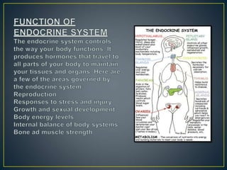 ENDOCRINE SYSTEM (Classification of hormones -4 Types) | PPTX