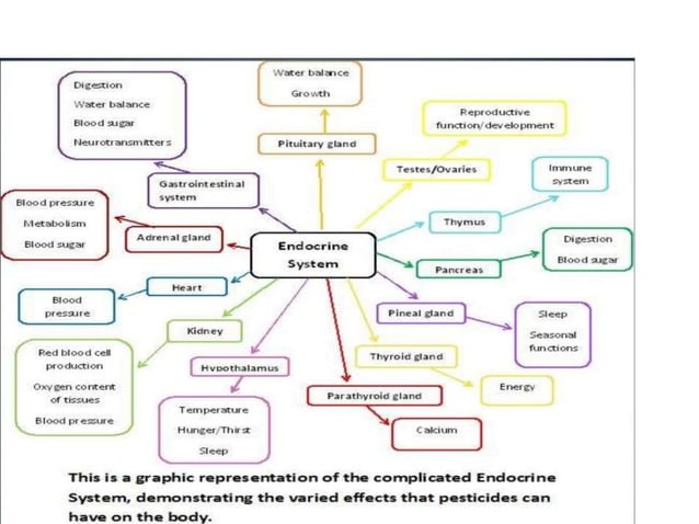 ENDOCRINE SYSTEM (Classification of hormones -4 Types) | PPTX