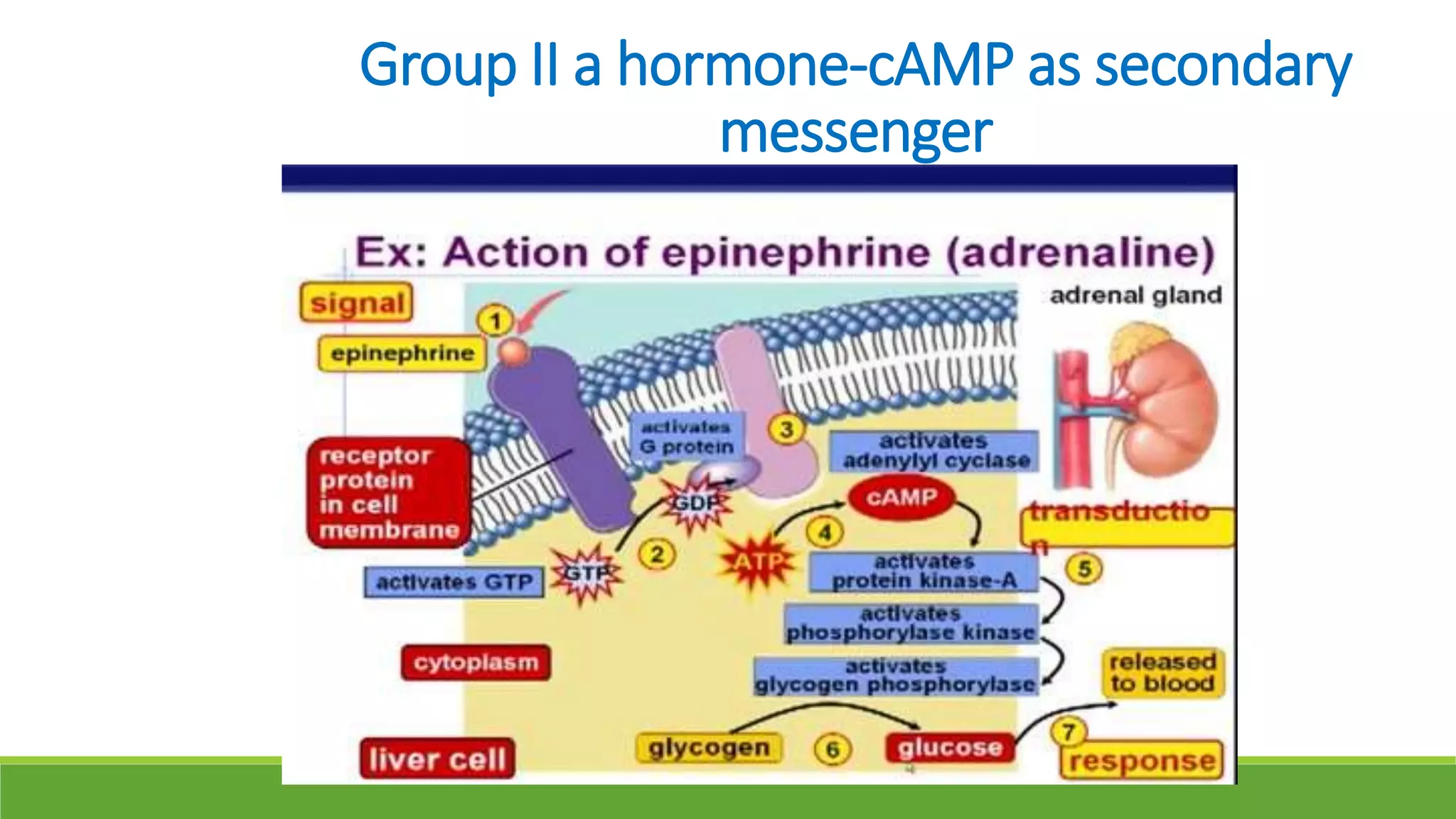 classification of hormones.pptx