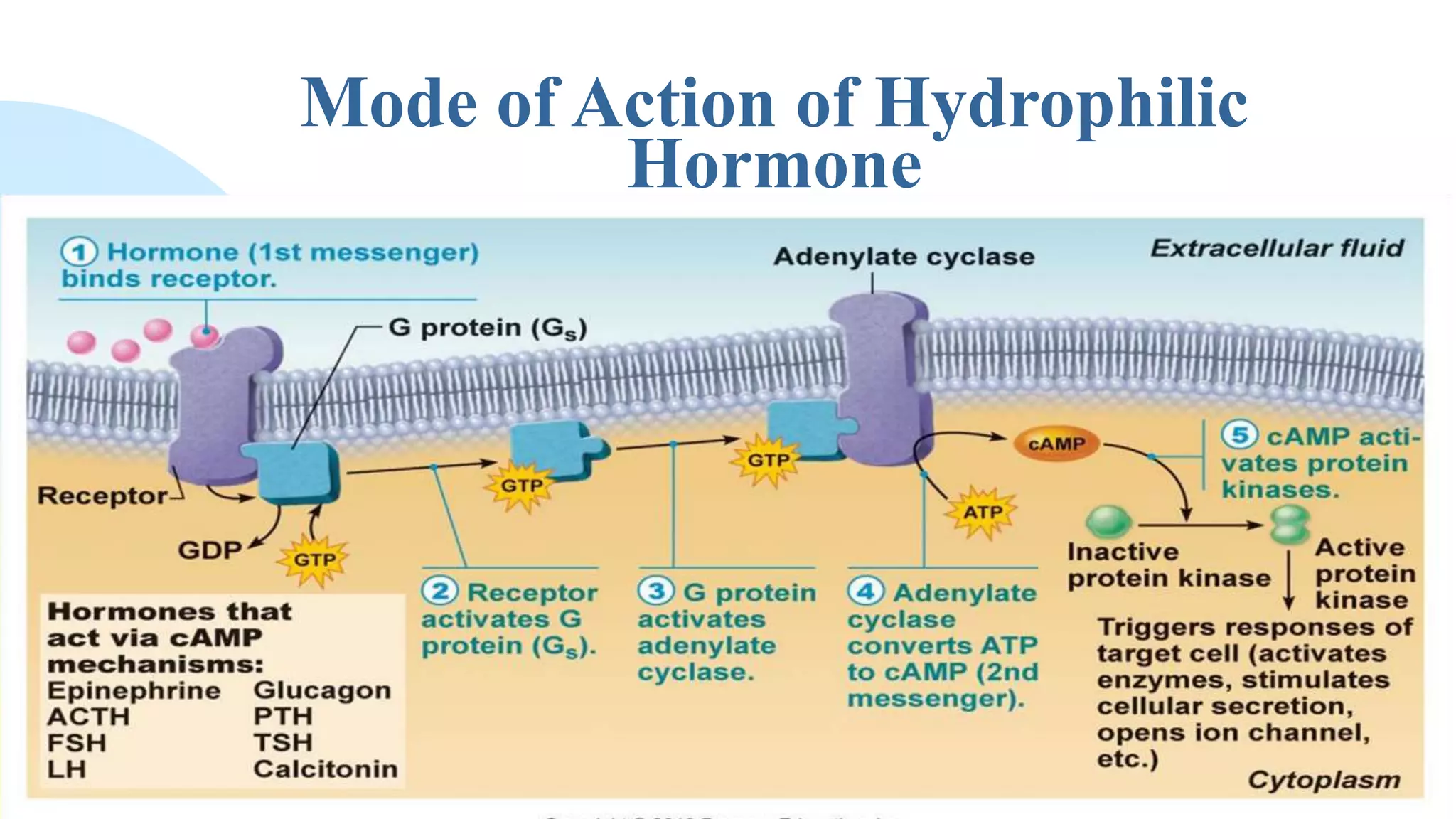 Classification of hormones and their mechanism of action | PPTX
