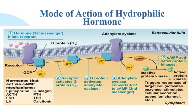 Classification of hormones and their mechanism of action