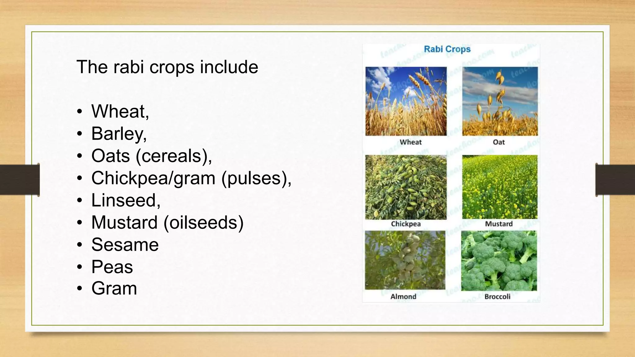 CLASSIFICATION OF HORTICULTURE PLANT BY SEASON.pptx