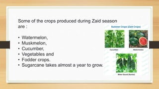 CLASSIFICATION OF HORTICULTURE PLANT BY SEASON.pptx